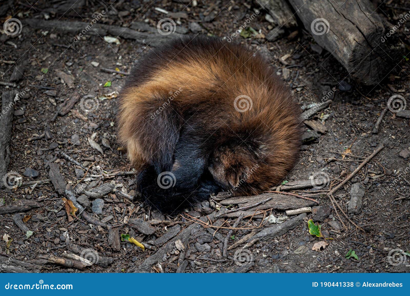 Wolverine Sleeping in the Forest Stock Photo - Image of wildlife ...