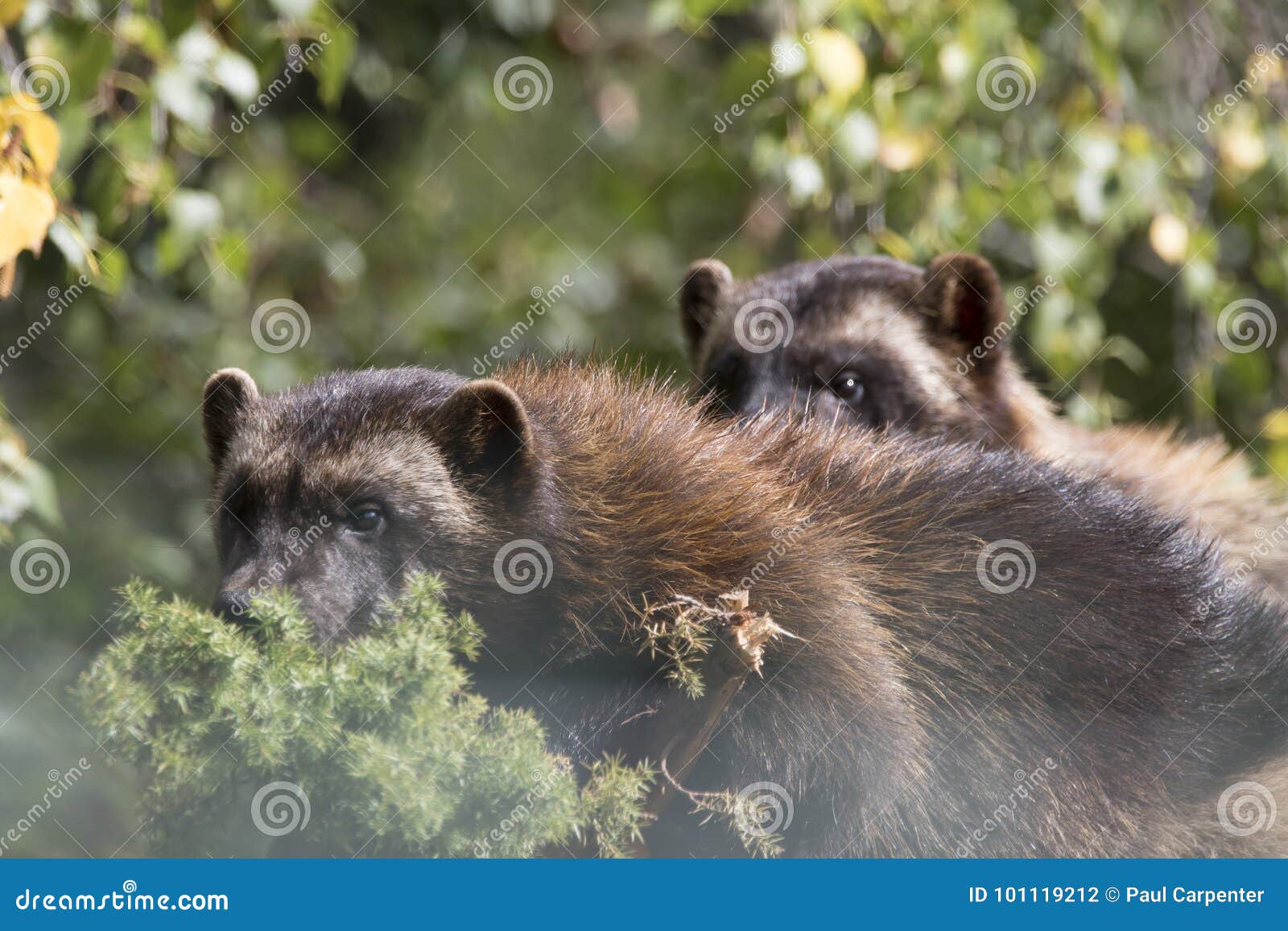 Wolverine dozing on tree stock photo. Image of black - 101119212