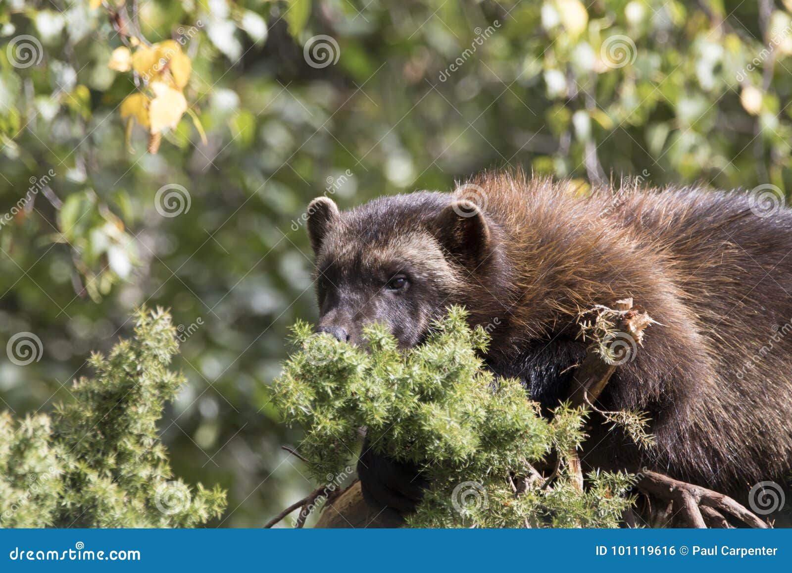Wolverine dozing on tree stock photo. Image of expressions - 101119616