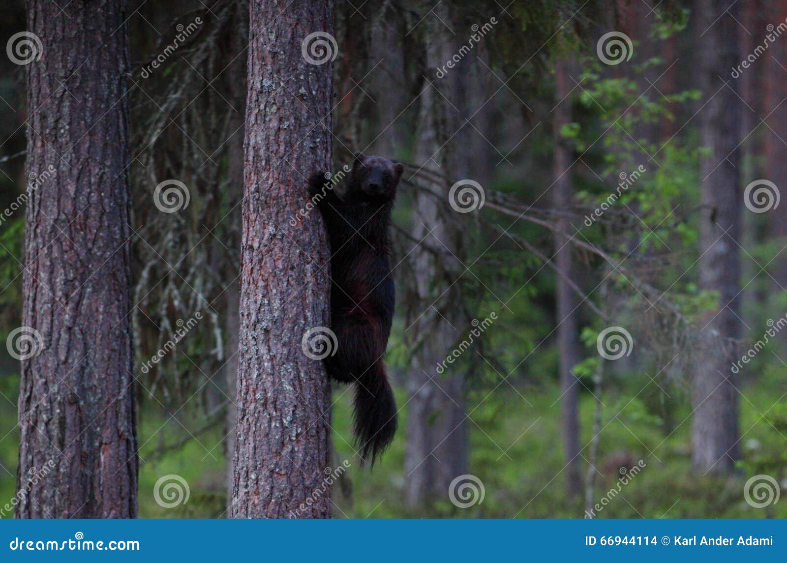 Wolverine stock photo. Image of fast, mammals, cute, night - 66944114