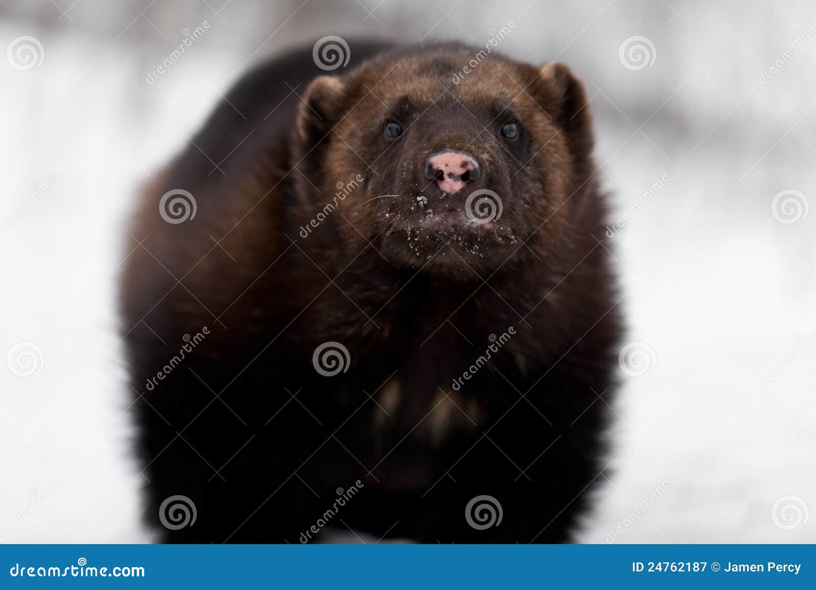 Wolverine in the snow stock image. Image of wolverine - 24762187