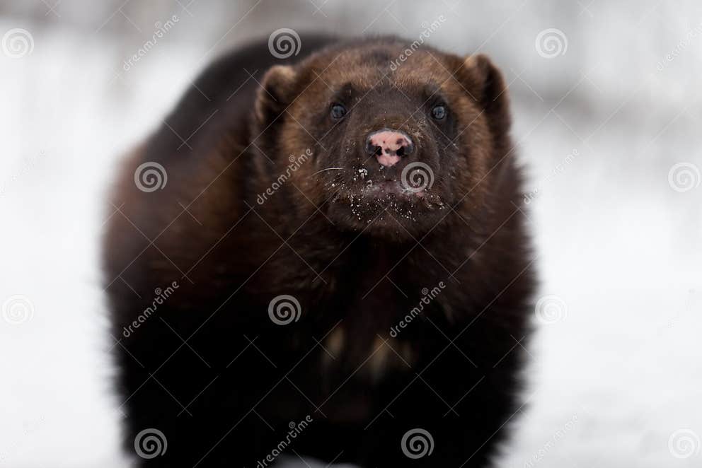 Wolverine in the snow stock image. Image of wolverine - 24762187