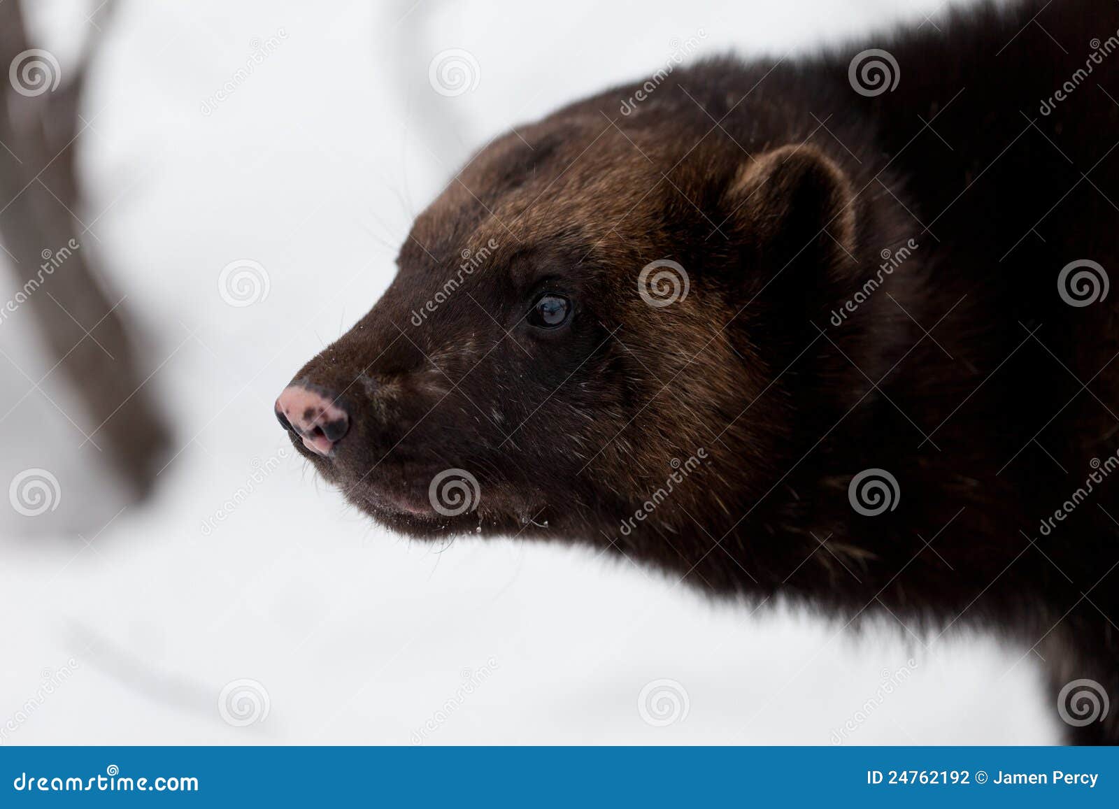Wolverine in the snow stock photo. Image of bear, snow - 24762192