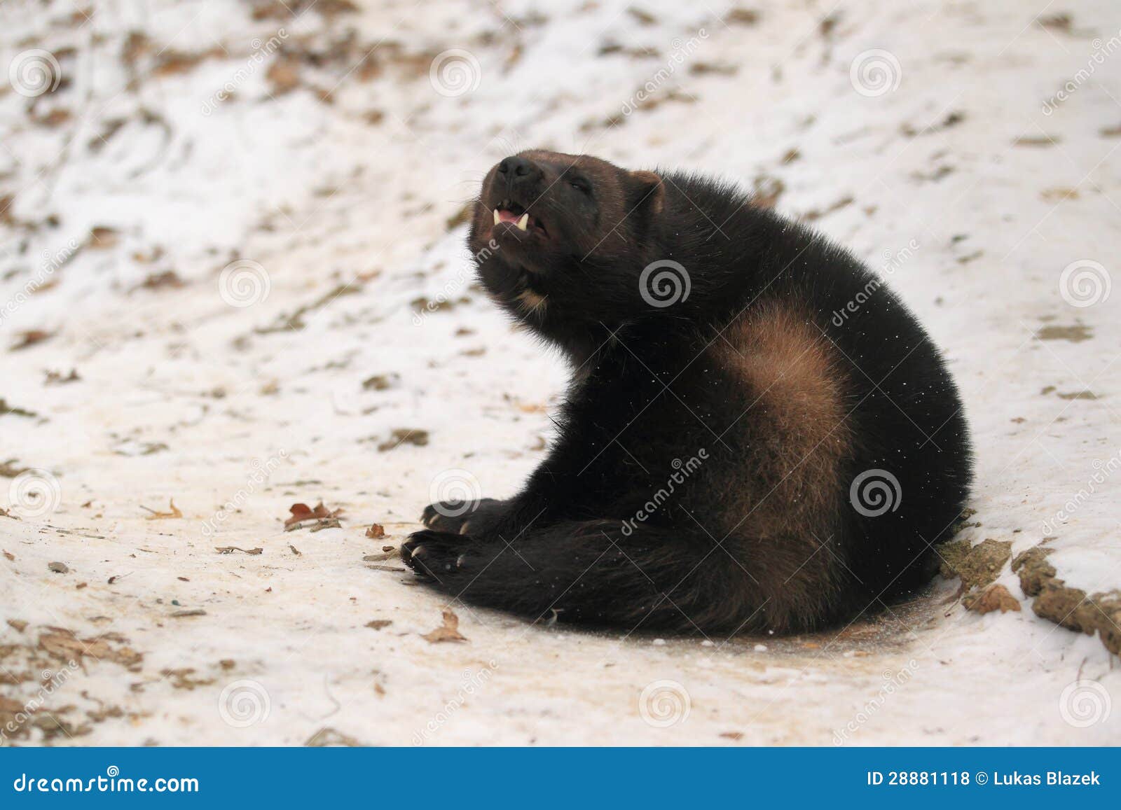 Wolverine on snow stock photo. Image of weasel, nature - 28881118