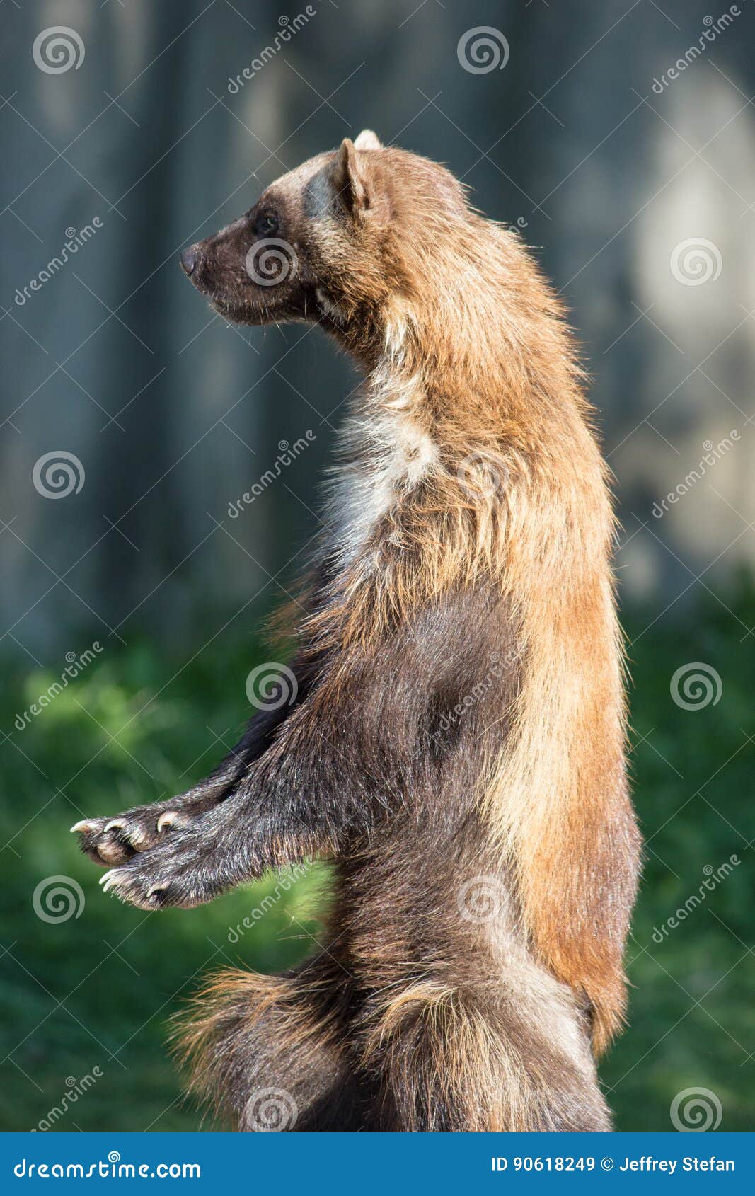 Wolverine Stading in the Woods Stock Image - Image of forest, closeup ...