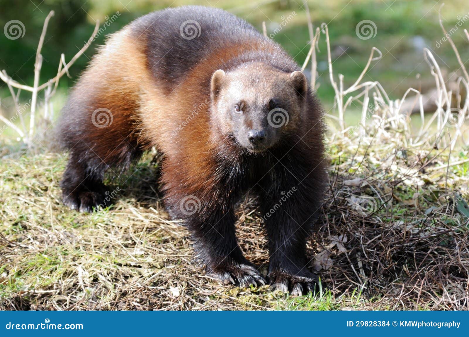 Wolverine in sunshine stock photo. Image of rare, looking - 29828384