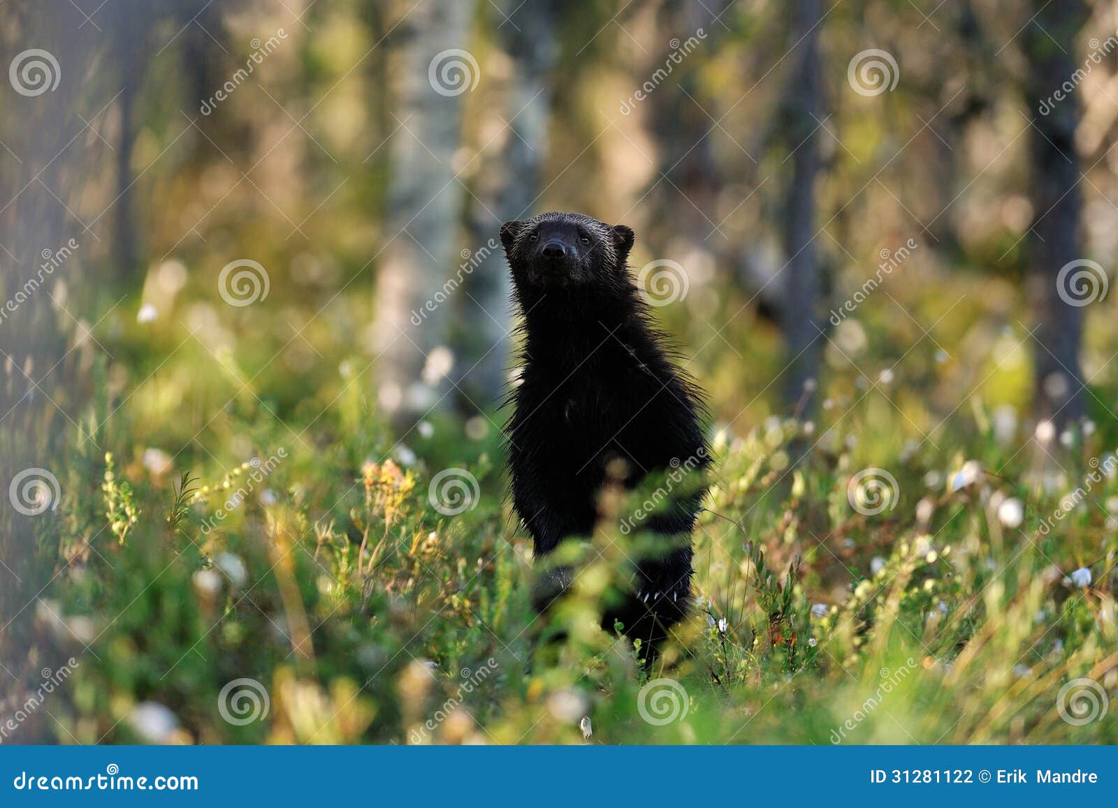 Wolverine standing stock photo. Image of carcajou, glutton - 31281122