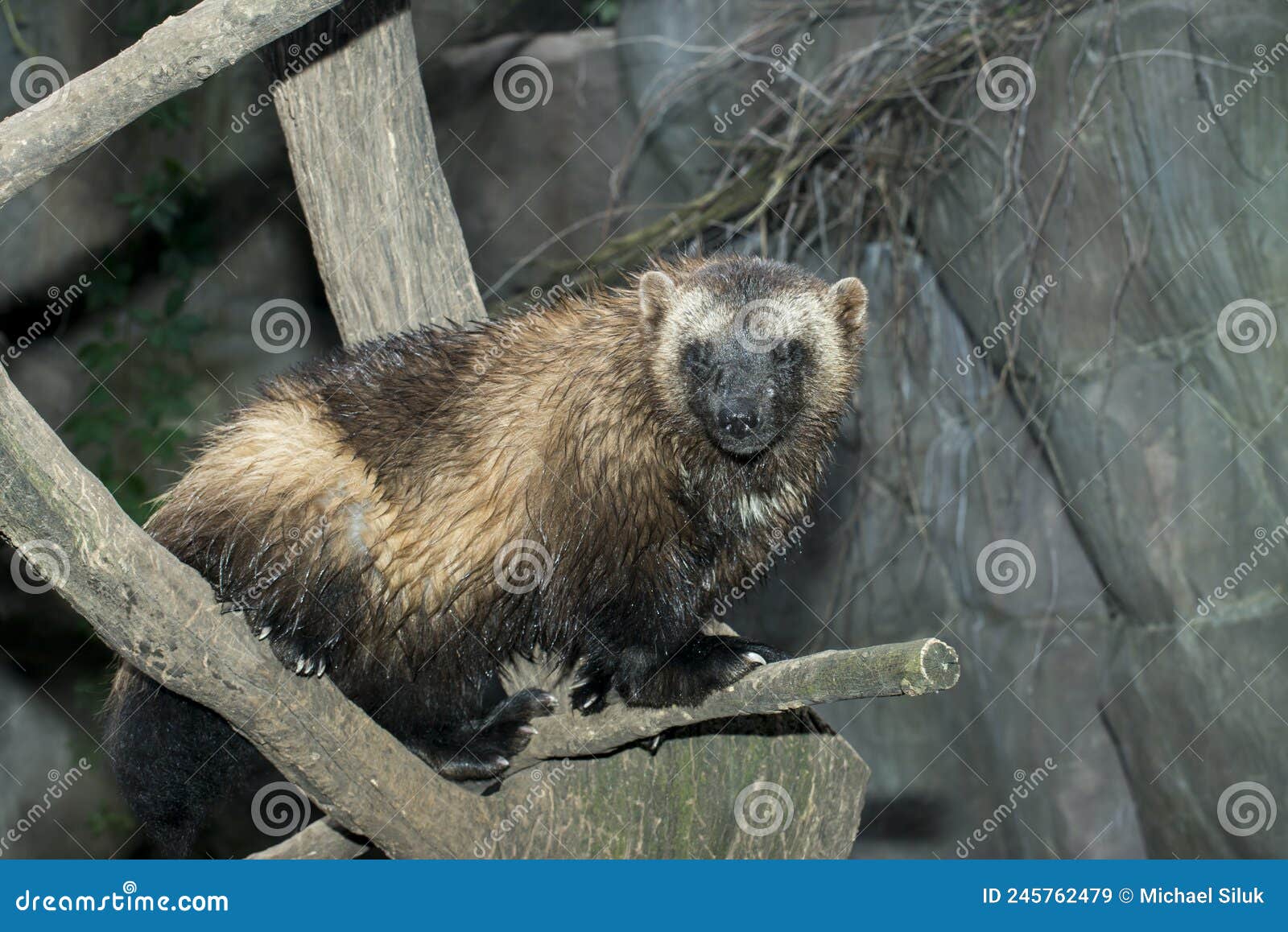 Wolverine, Standing on Tree Branch Stock Image - Image of carnivore ...