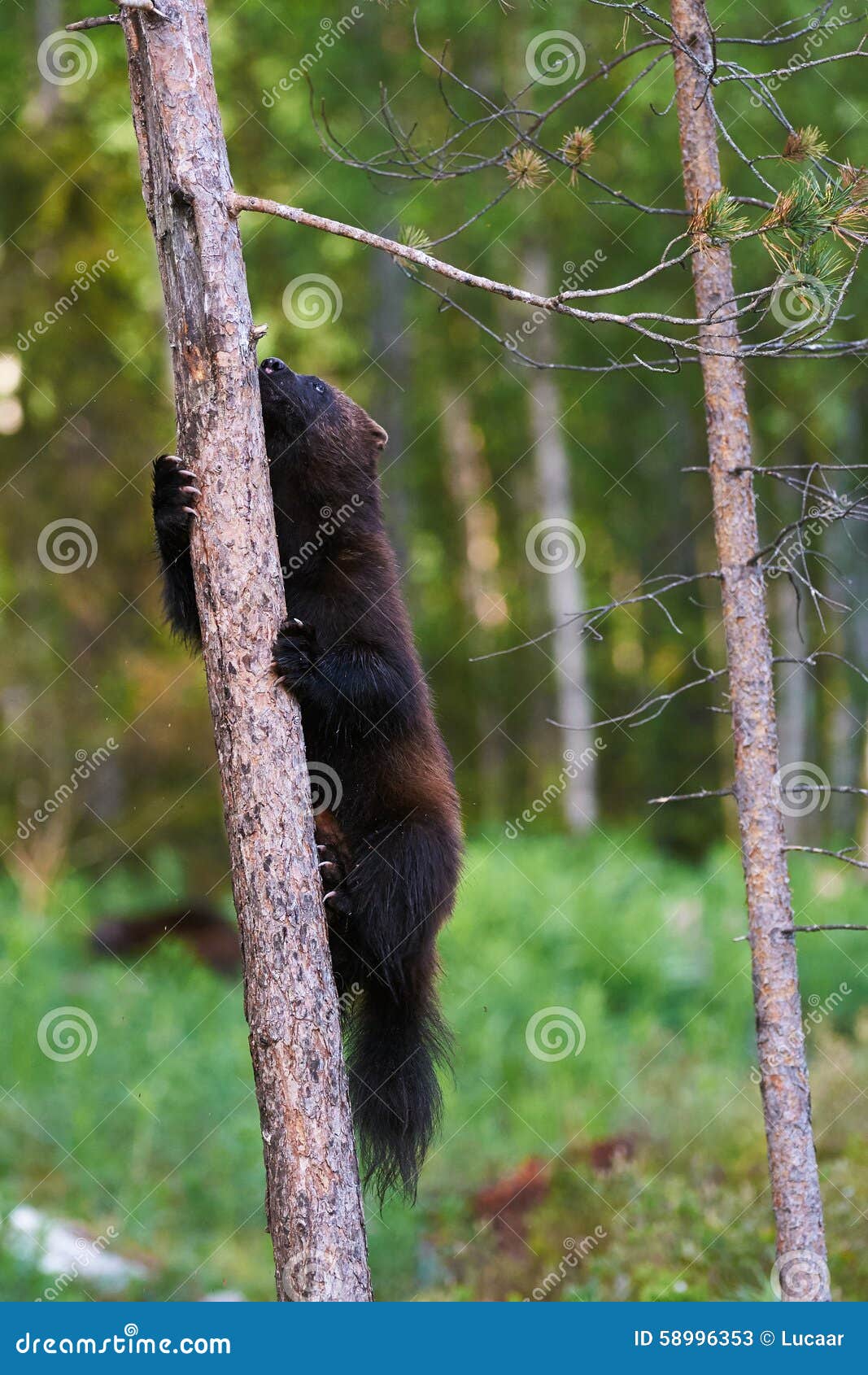 Wolverine on a tree stock image. Image of climbing, wilderness - 58996353