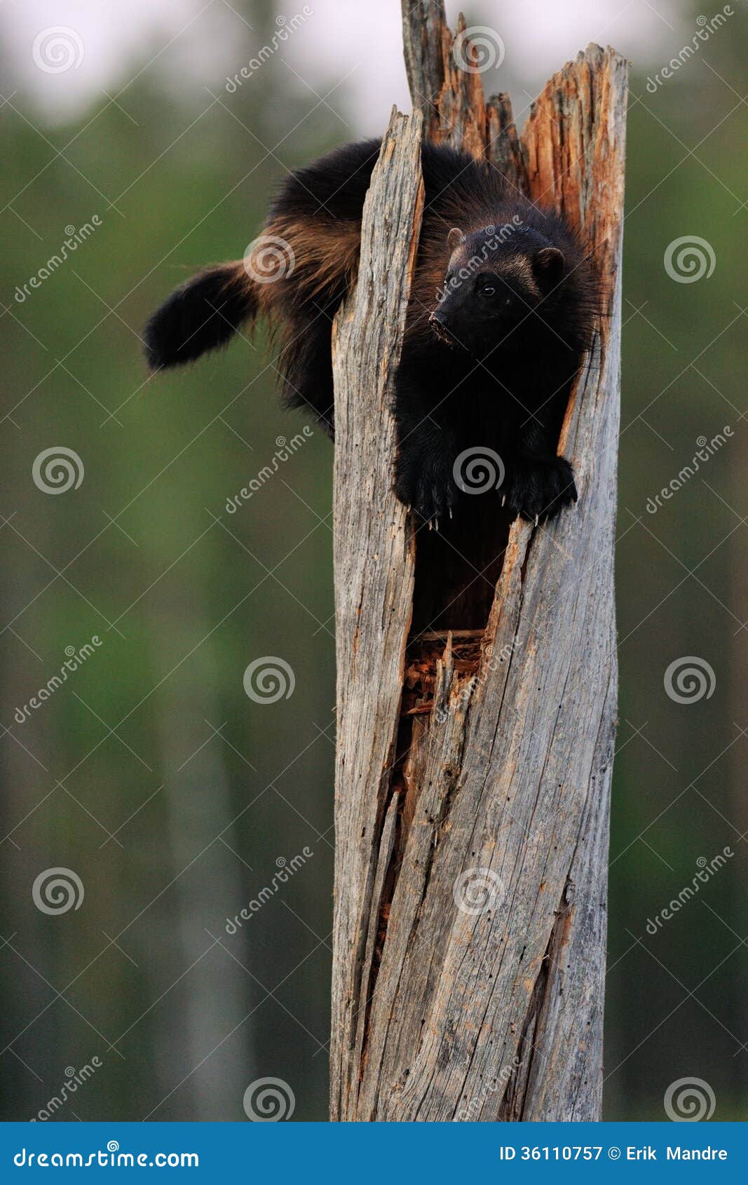 Wolverine on tree stock image. Image of quickhatch, mammal - 36110757
