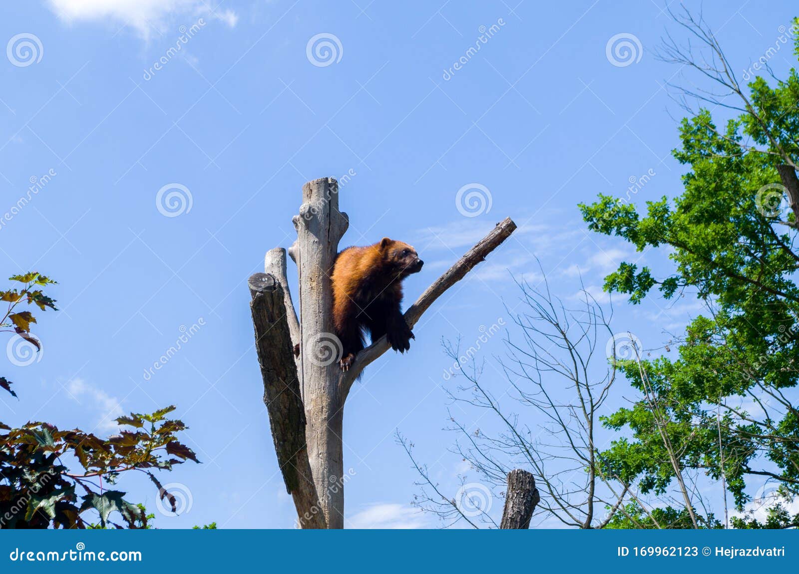 Wolverine on a tree stock image. Image of conservation - 169962123