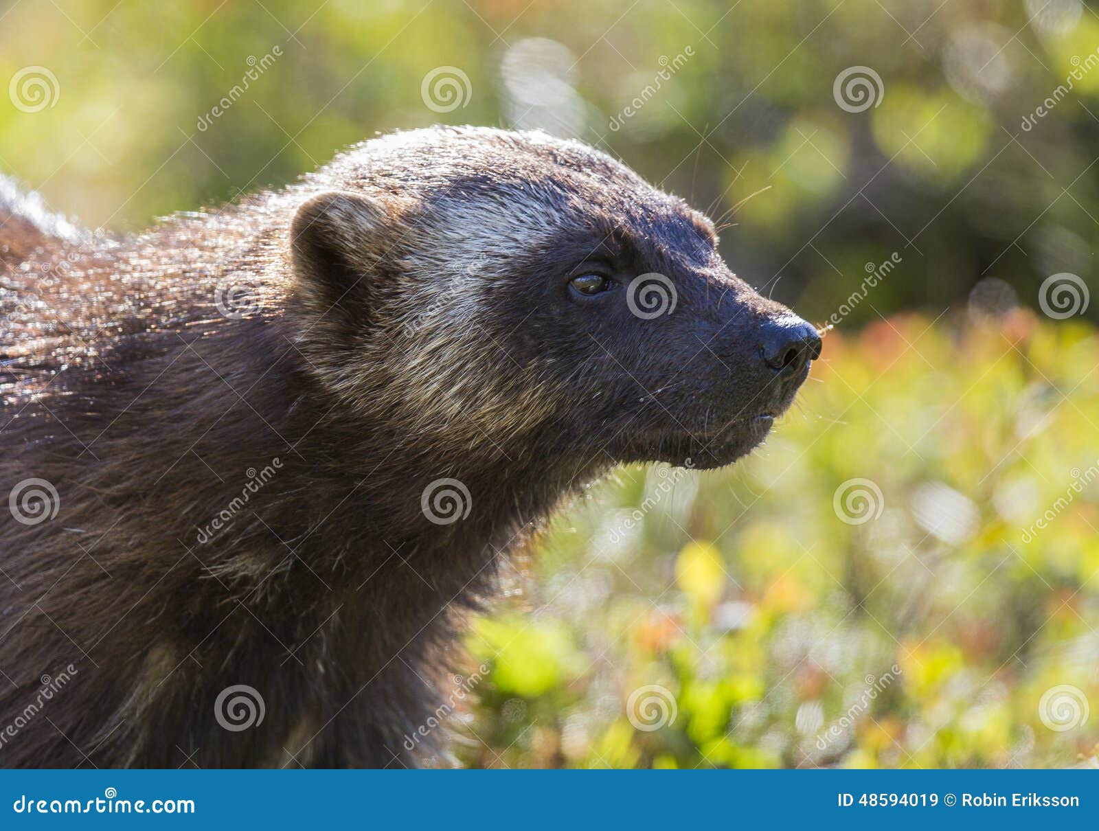 Wolverine stock image. Image of daylight, summer, sunny - 48594019