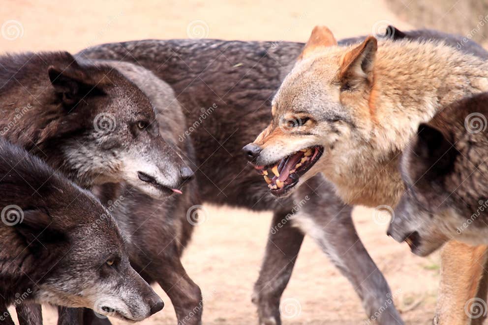 Wolves stock image. Image of canis, predator, dangerous - 14140135
