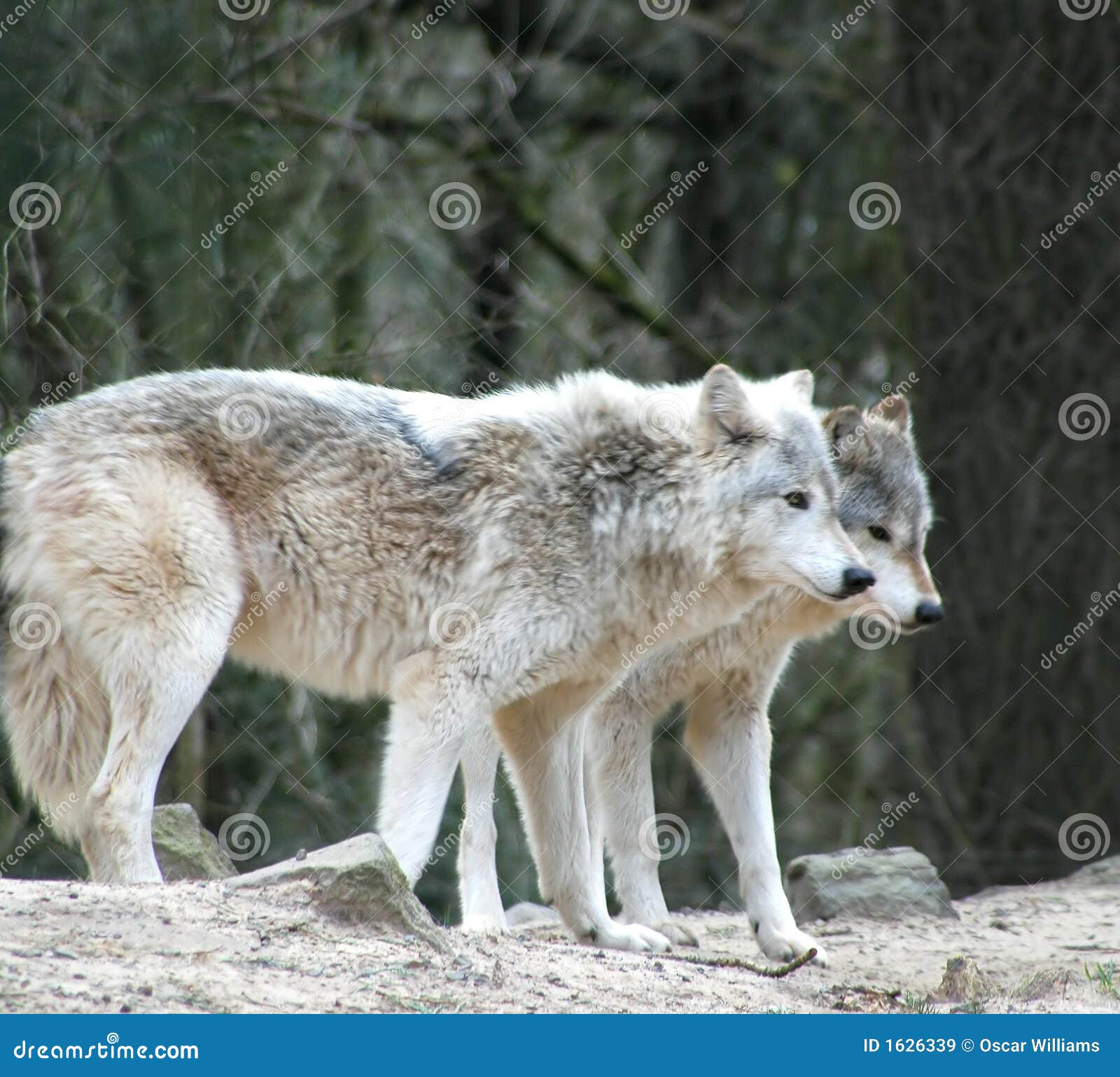 Wolves stock image. Image of woods, hunting, wolf, hunter - 1626339