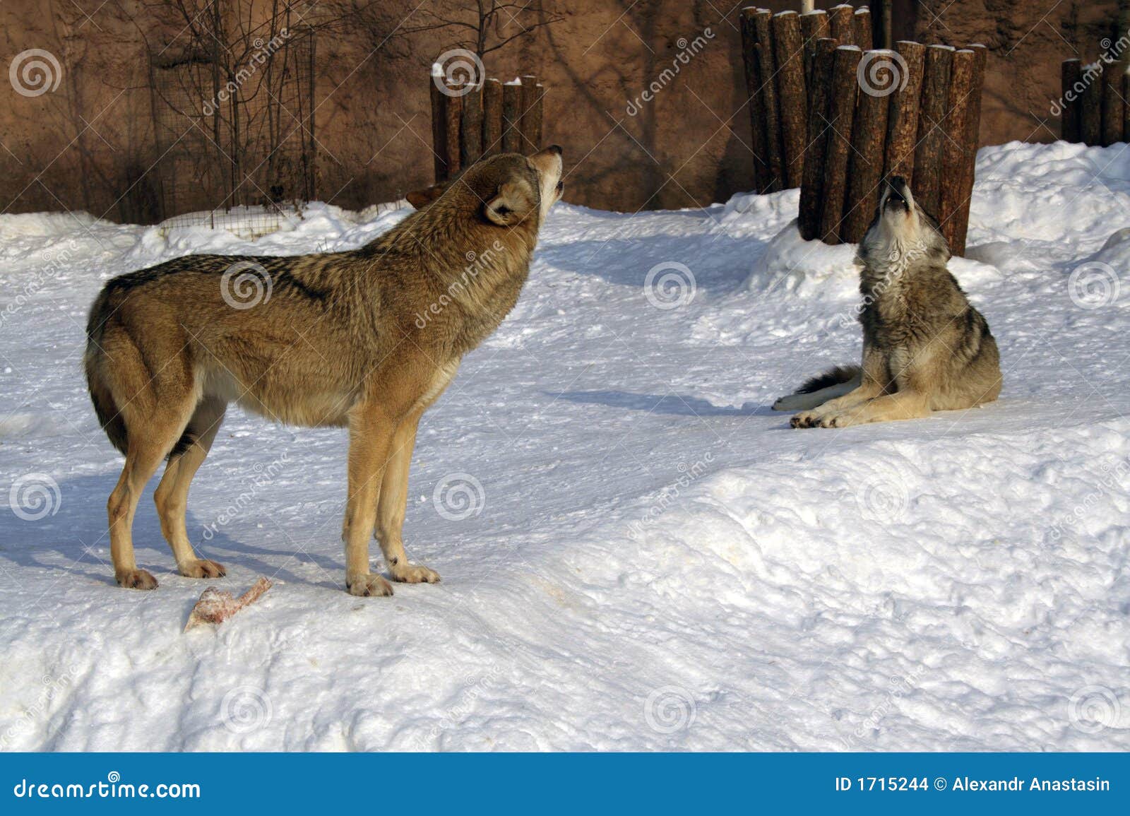 Wolves stock photo. Image of howl, nature, dangerous, deep - 1715244