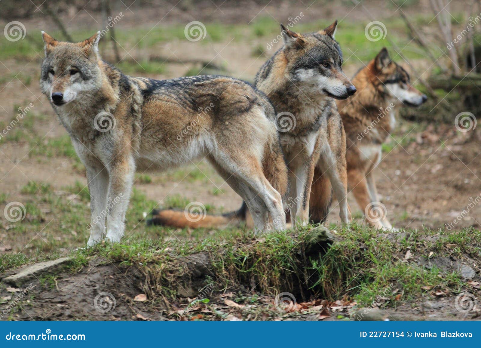 Wolves stock photo. Image of forest, wild, nature, trio - 22727154
