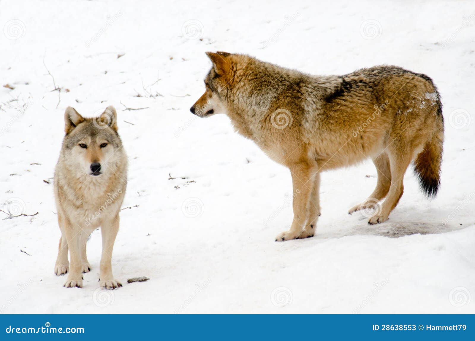 Wolves stock image. Image of forest, frozen, winter, hunting - 28638553