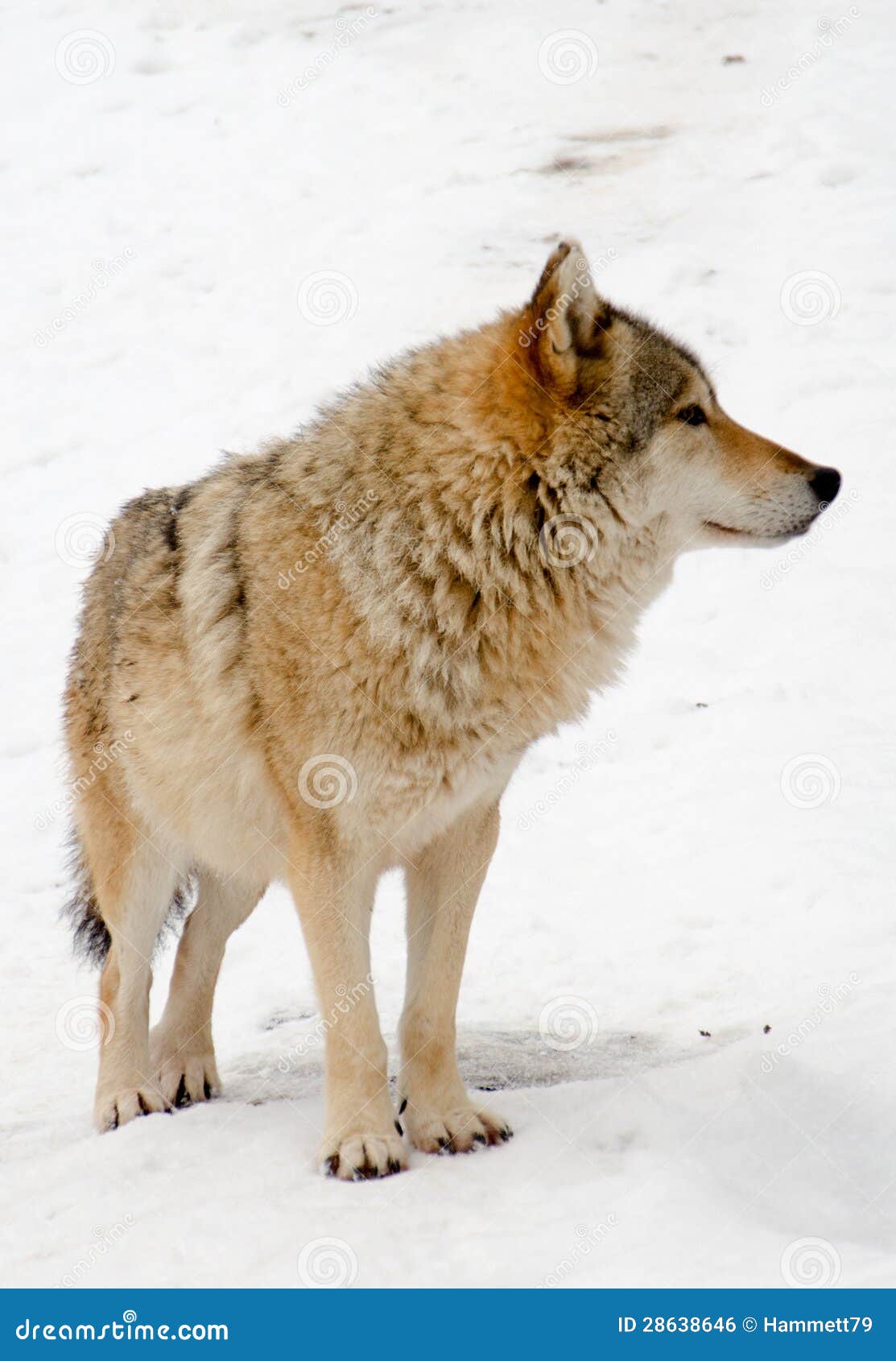Wolves stock photo. Image of snow, winter, looking, animals - 28638646