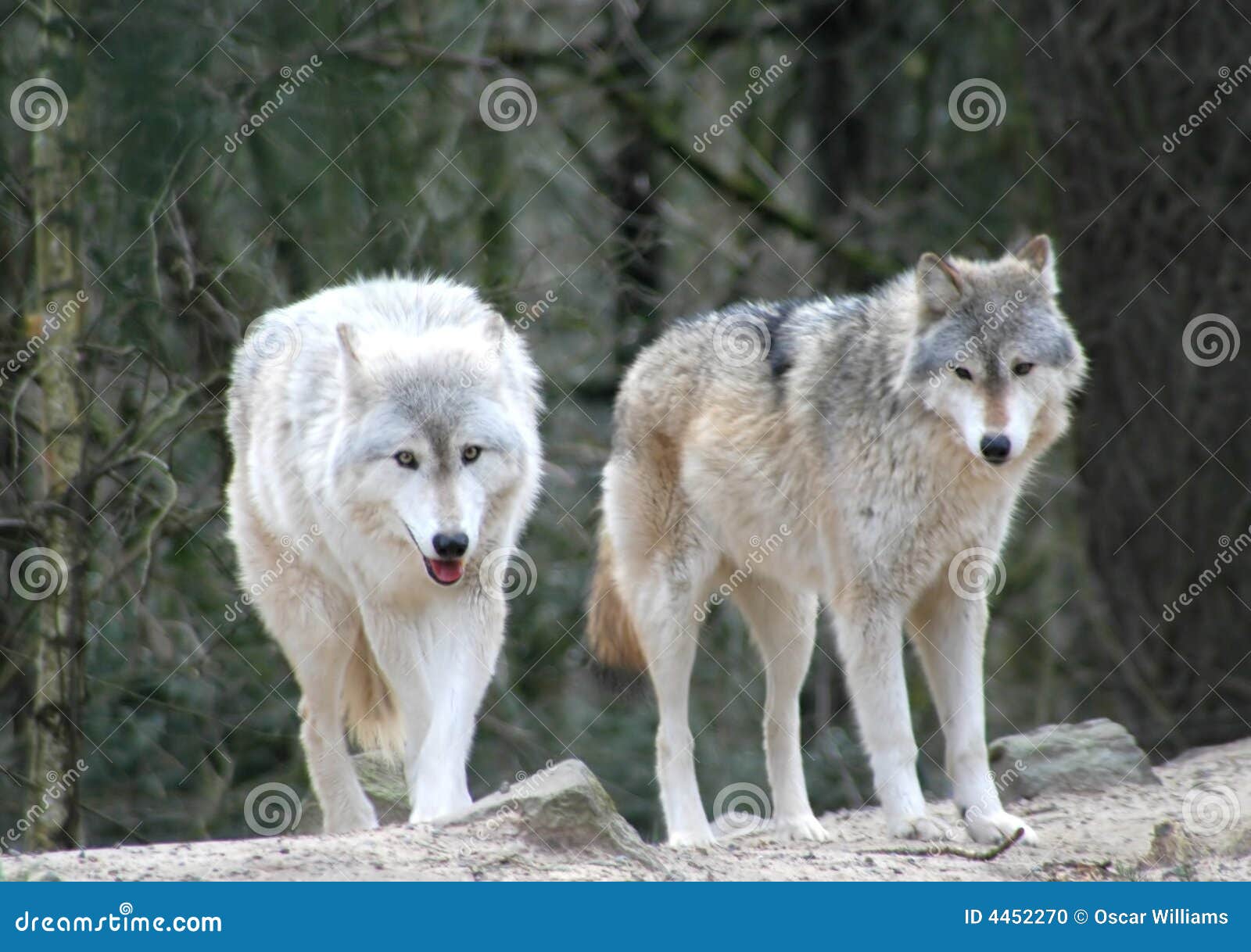 Wolves stock photo. Image of forest, prowl, wolf, face - 4452270