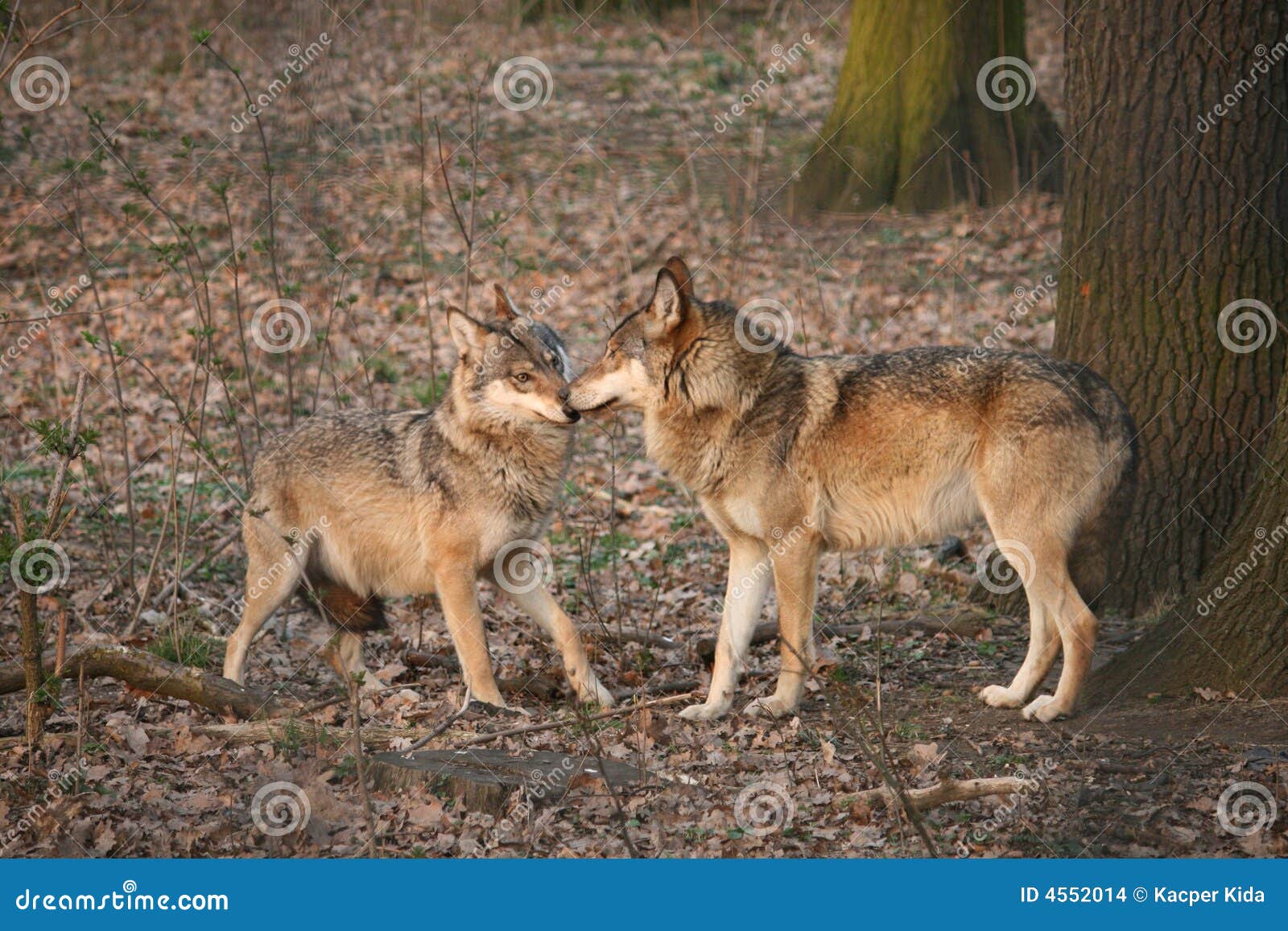 Wolves stock photo. Image of leafs, nature, yawning, wolf - 4552014