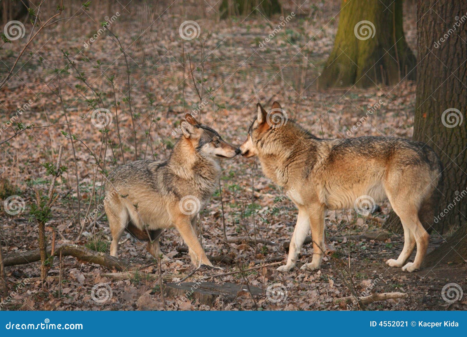 Wolves stock image. Image of trees, animal, wolf, kissing - 4552021