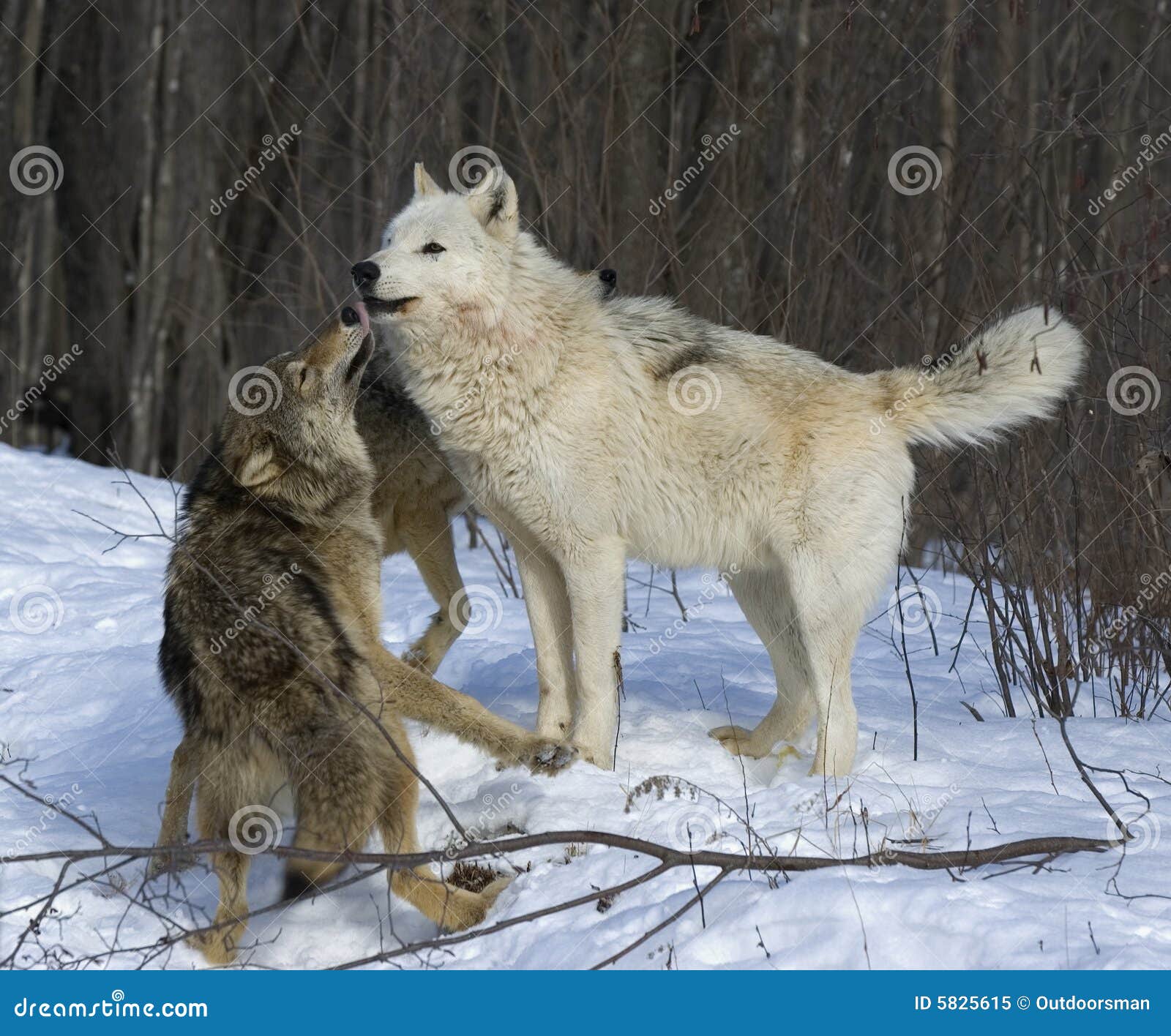 Wolves stock image. Image of pack, timber, cougar, wolves - 5825615