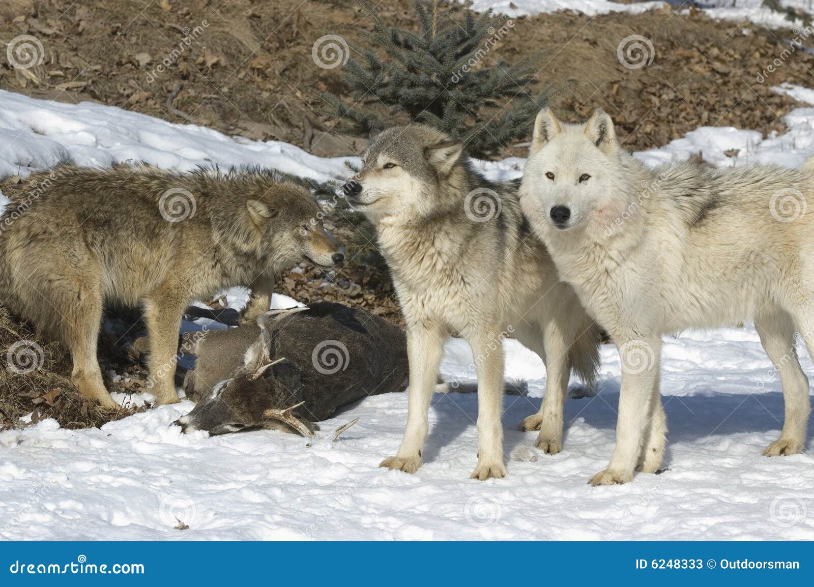 Wolf Pack Deer Kill Photos - Free & Royalty-Free Stock Photos from ...