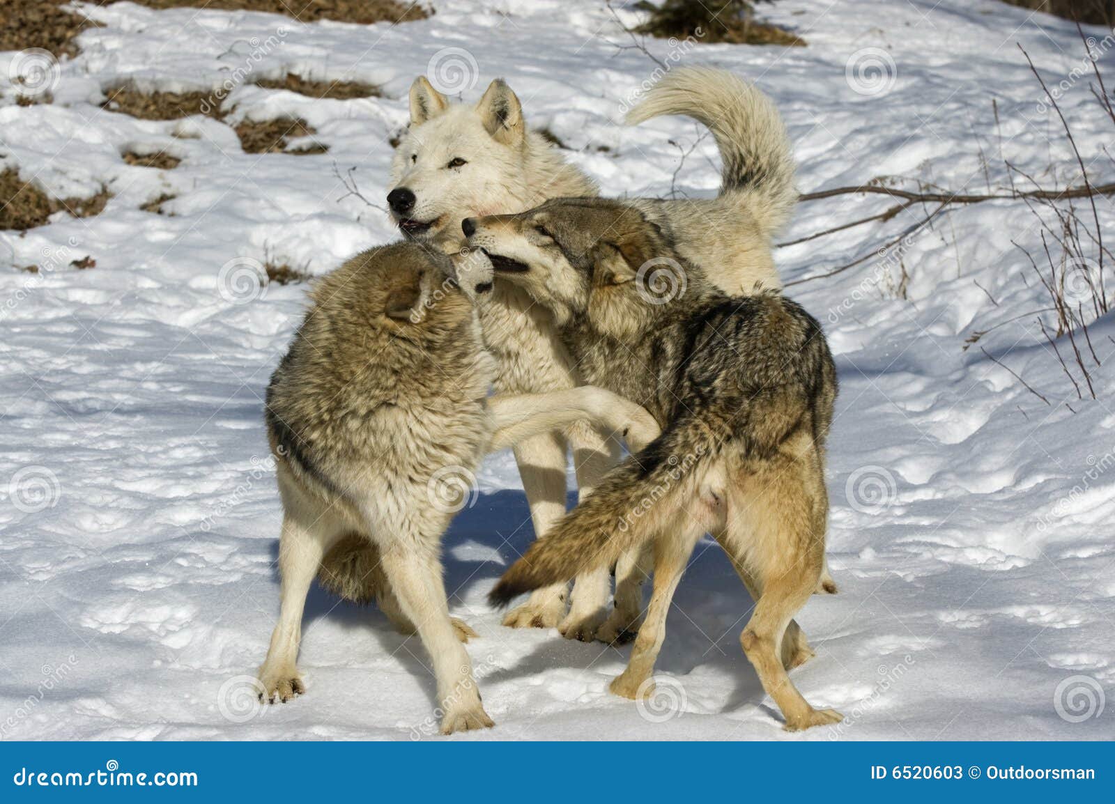 Wolves stock image. Image of winter, wolves, nature, wolf - 6520603