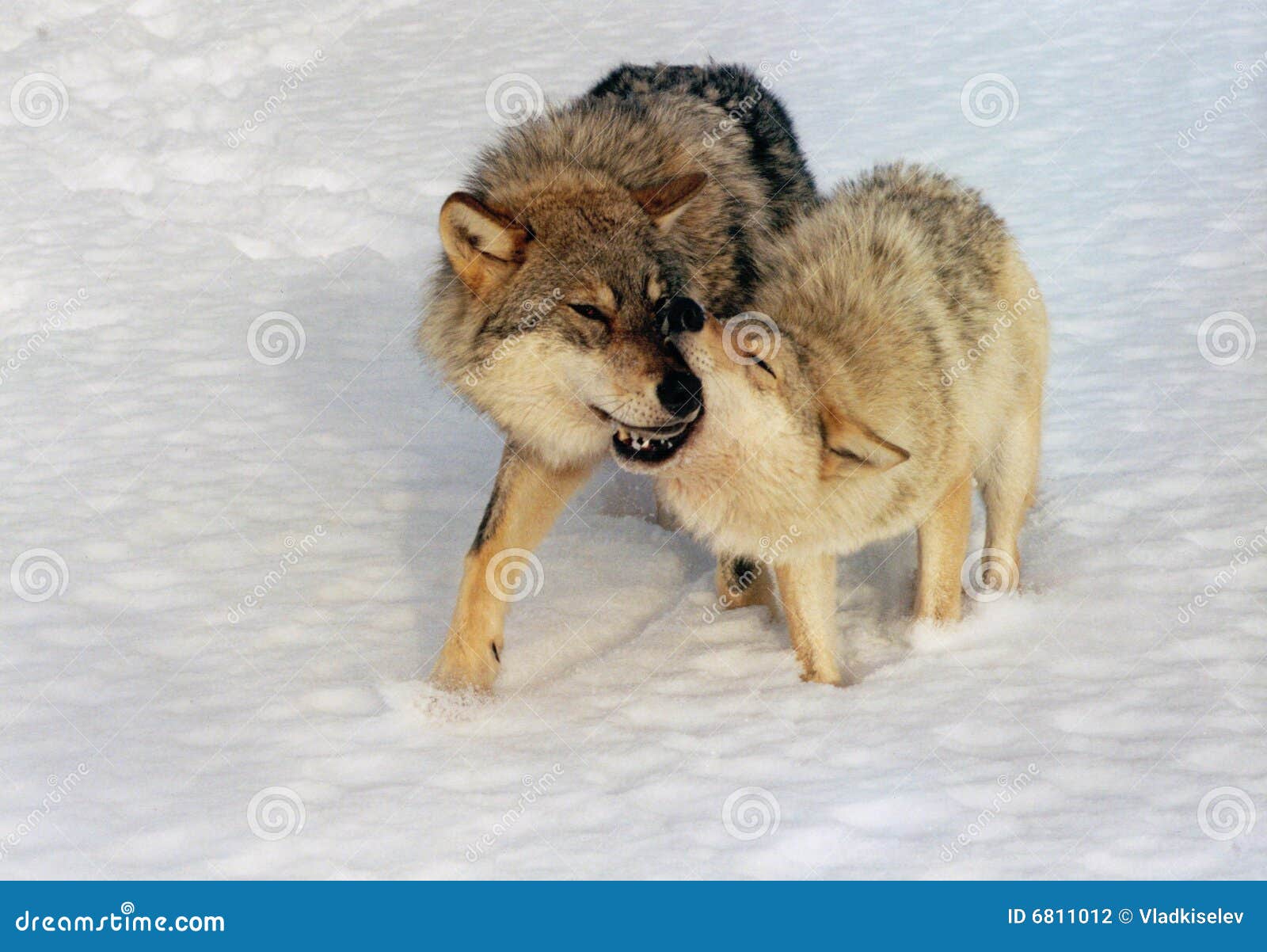 Wolves stock photo. Image of mammalian, mountains, southern - 6811012