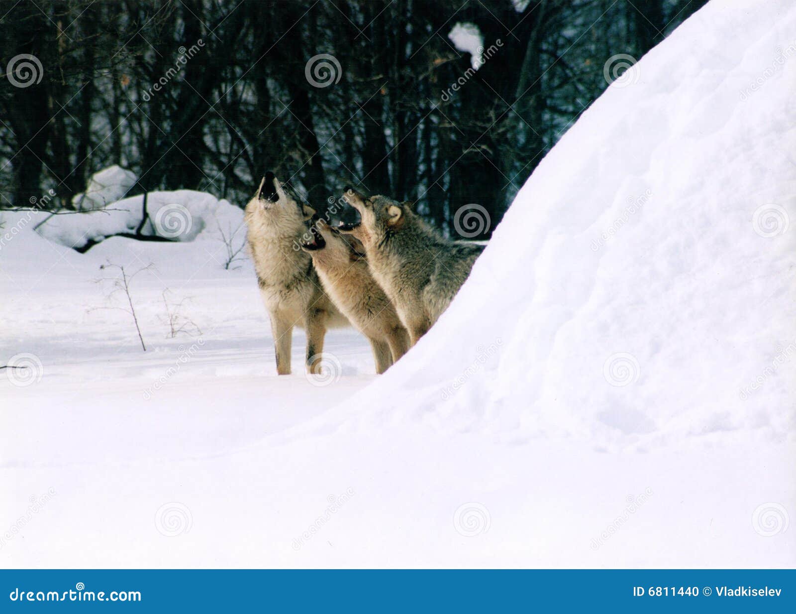 Wolves stock photo. Image of southern, reproduction, winter - 6811440