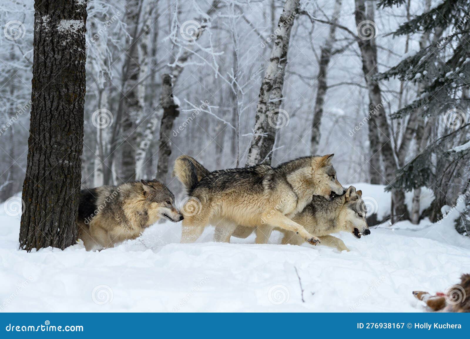 Wolves (Canis Lupus) Run Right Snapping and Snarling Winter Stock Image ...