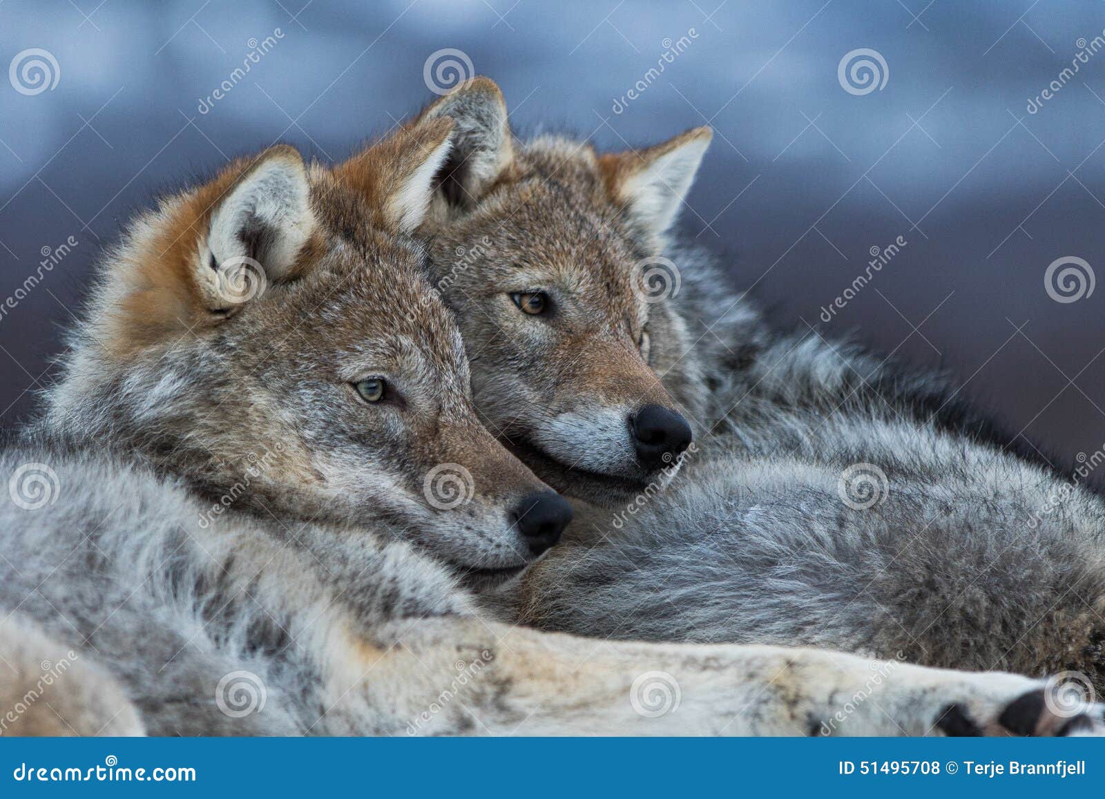 Wolves cuddling stock photo. Image of cuddling, wolves - 51495708