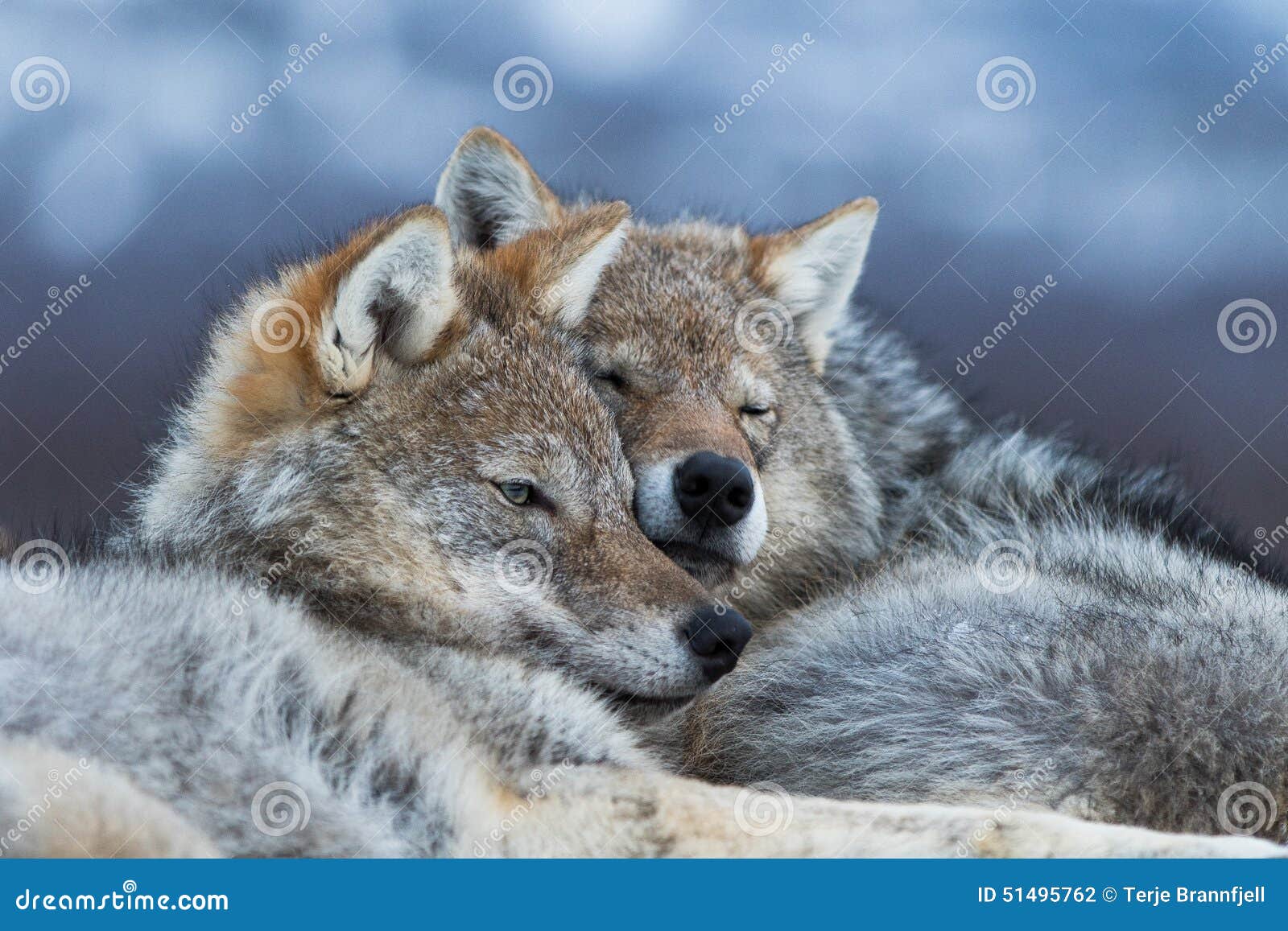 Wolves cuddling stock photo. Image of polar, animal, portrait - 51495762