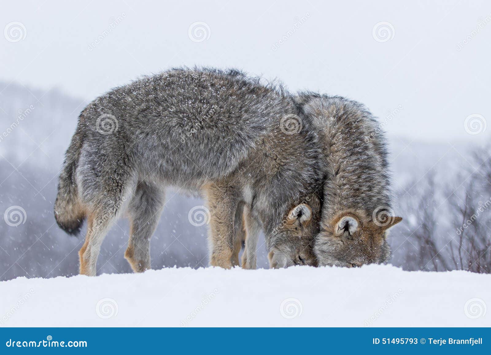 Wolves cuddling stock image. Image of arctic, polar, wolf - 51495793