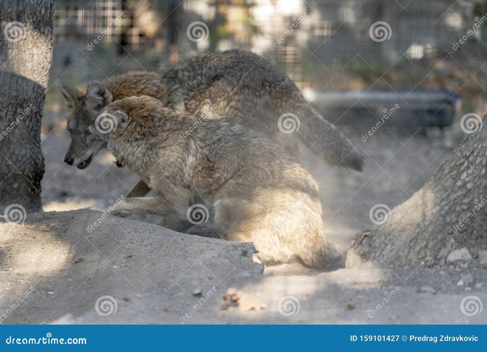 Wolves play after rest stock image. Image of lupus, grey - 159101427