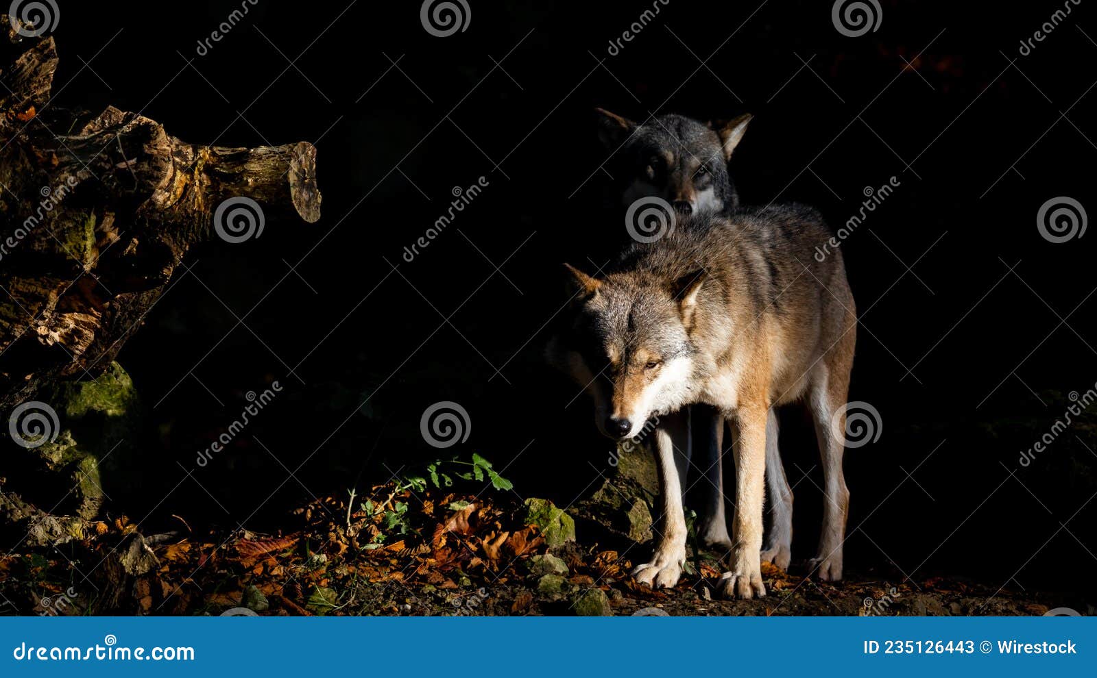 Wolves in the Dark Forest with Sunlight on Them Stock Image - Image of ...
