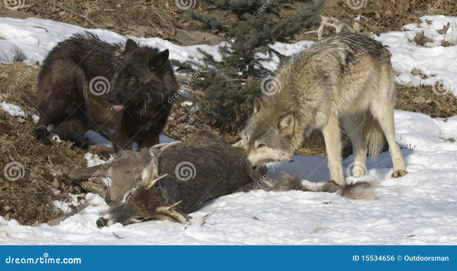 Wolves on deer kill stock photo. Image of animal, snow - 15534656