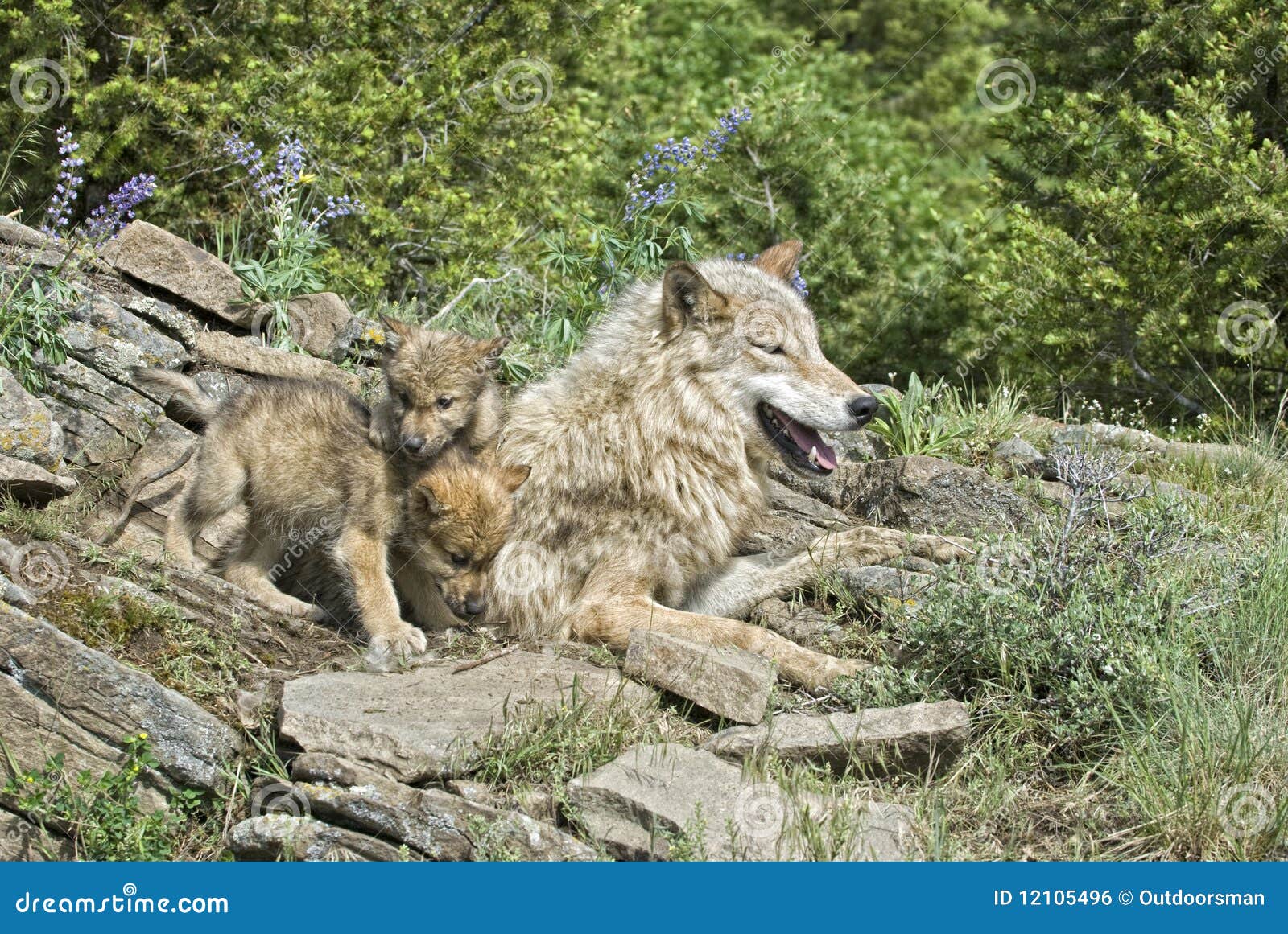 Wolves at den site stock photo. Image of twins, three - 12105496