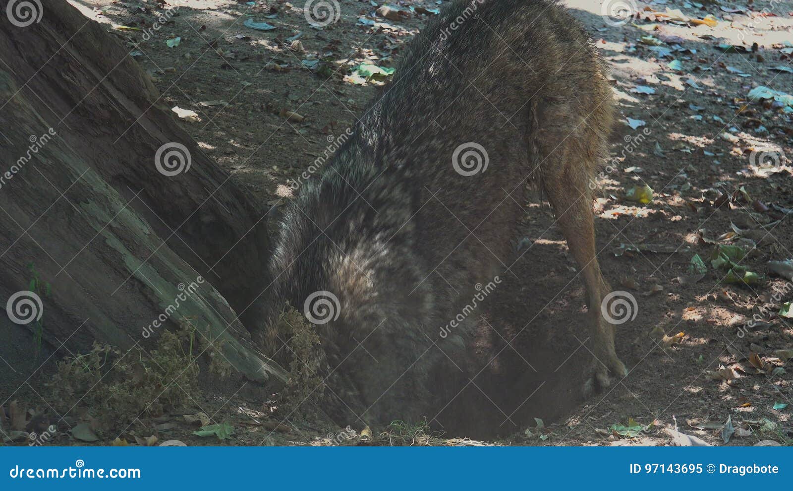 Wolves Digging at the Root of a Tree, with the Mating Ritual Stock ...
