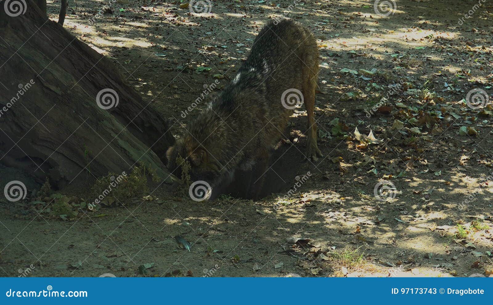 Wolves Digging at the Root of a Tree, with the Mating Ritual Stock ...