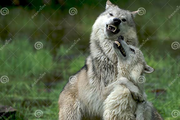 Wolves Fighting for Donimance Stock Image - Image of fight, concepts ...