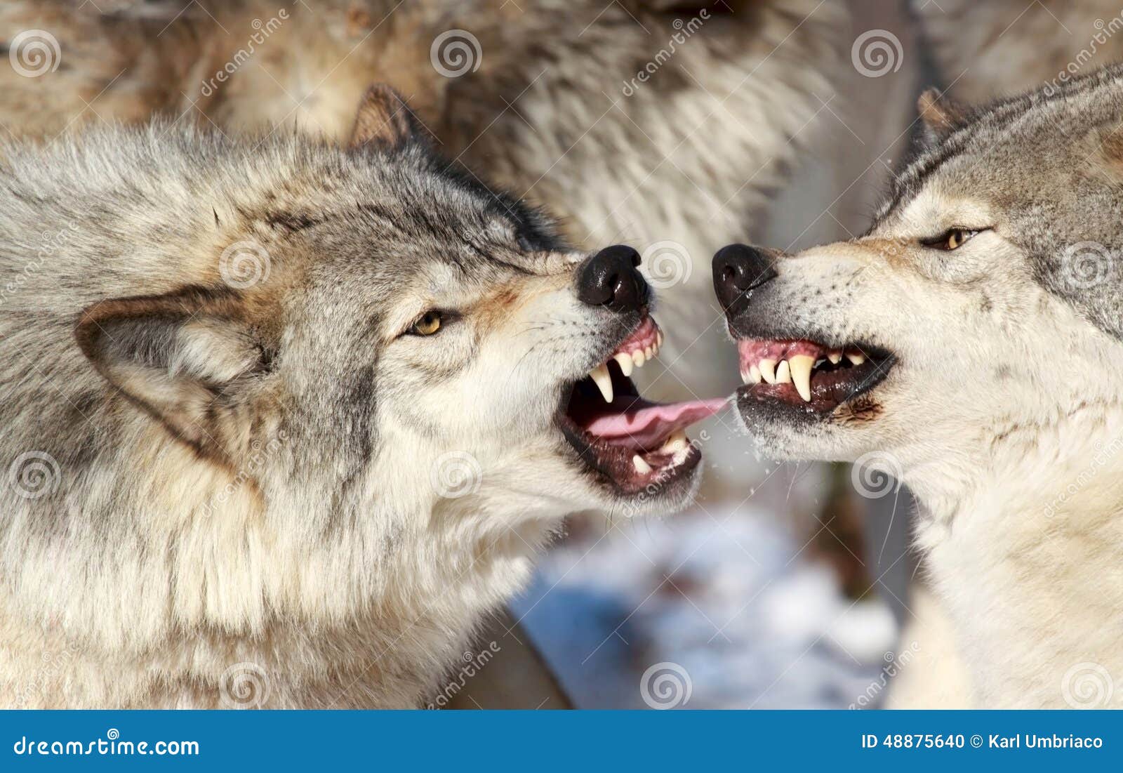 Wolves Fighting Each Other