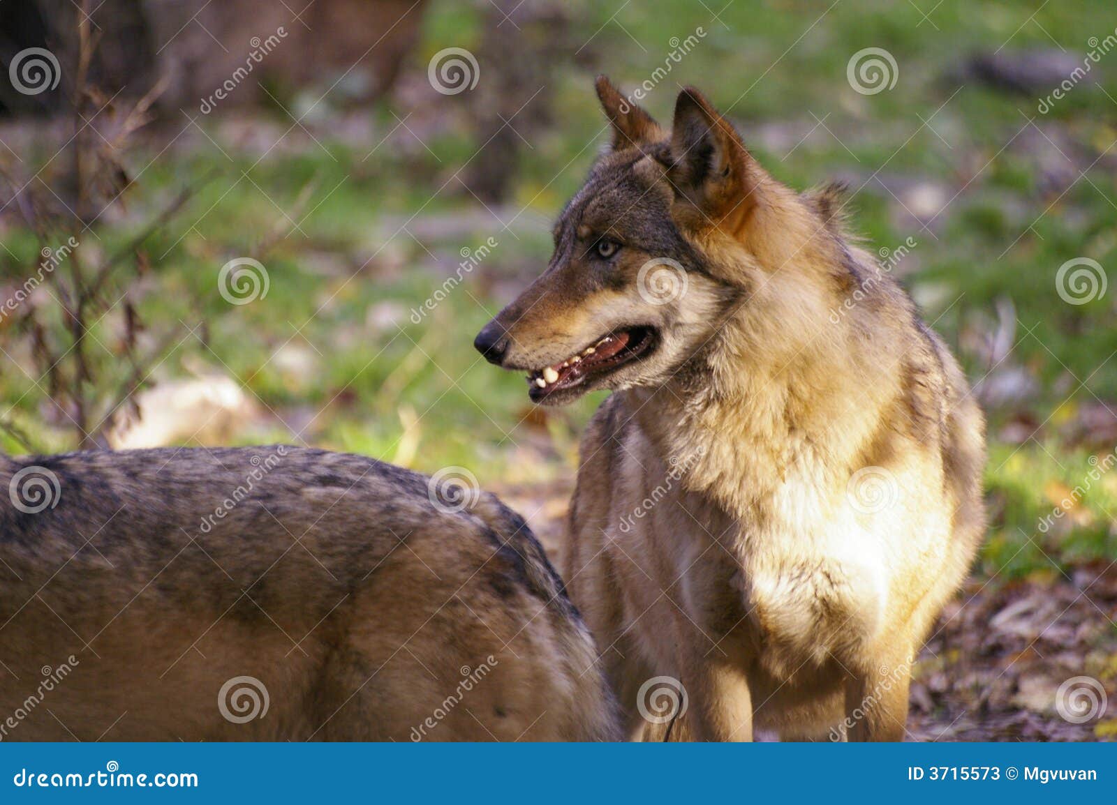 Wolves In Forest Stock Photos - Image: 3715573