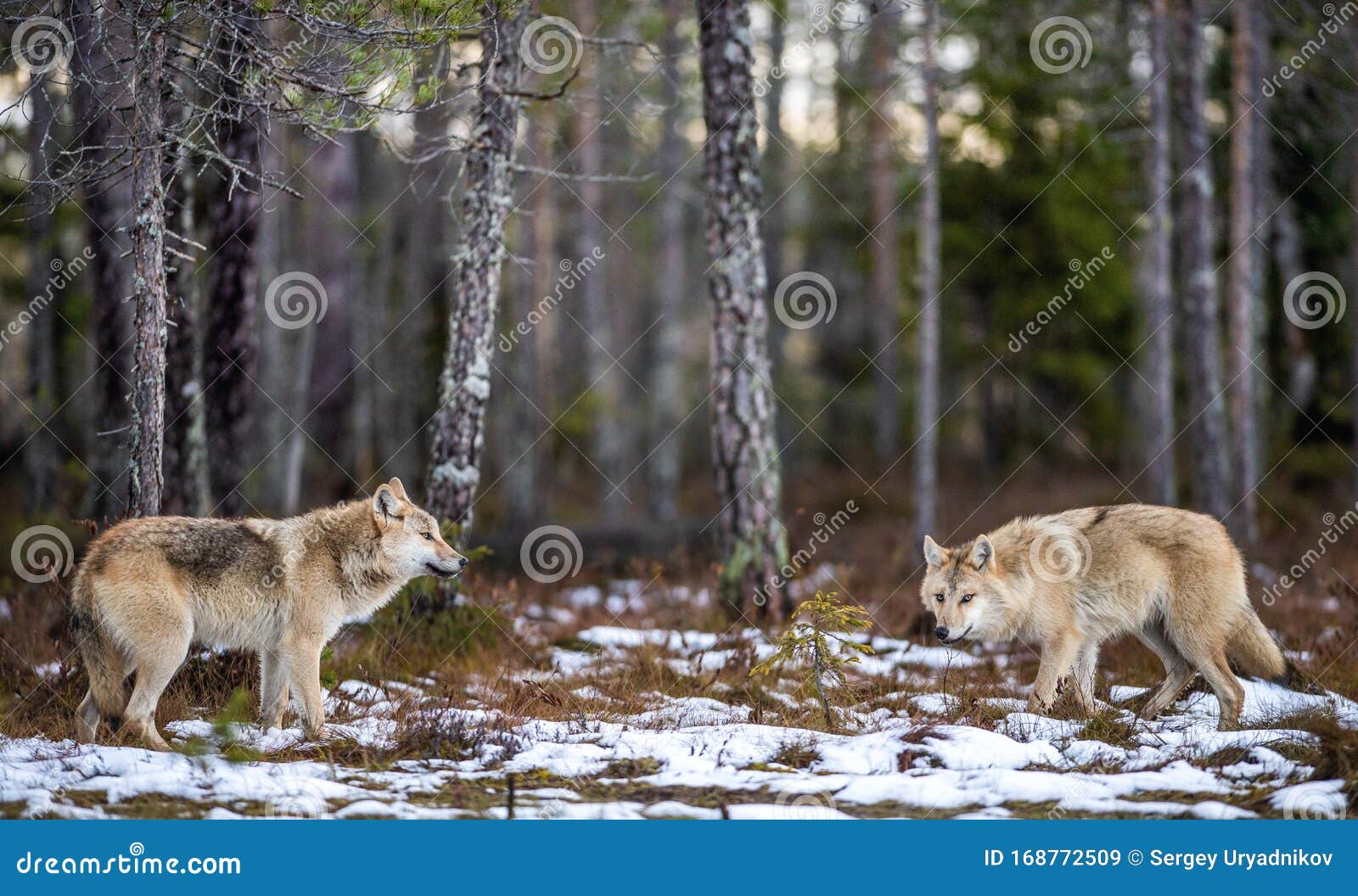 Wolves in the Forest. Eurasian Wolf, Stock Image - Image of habitat ...