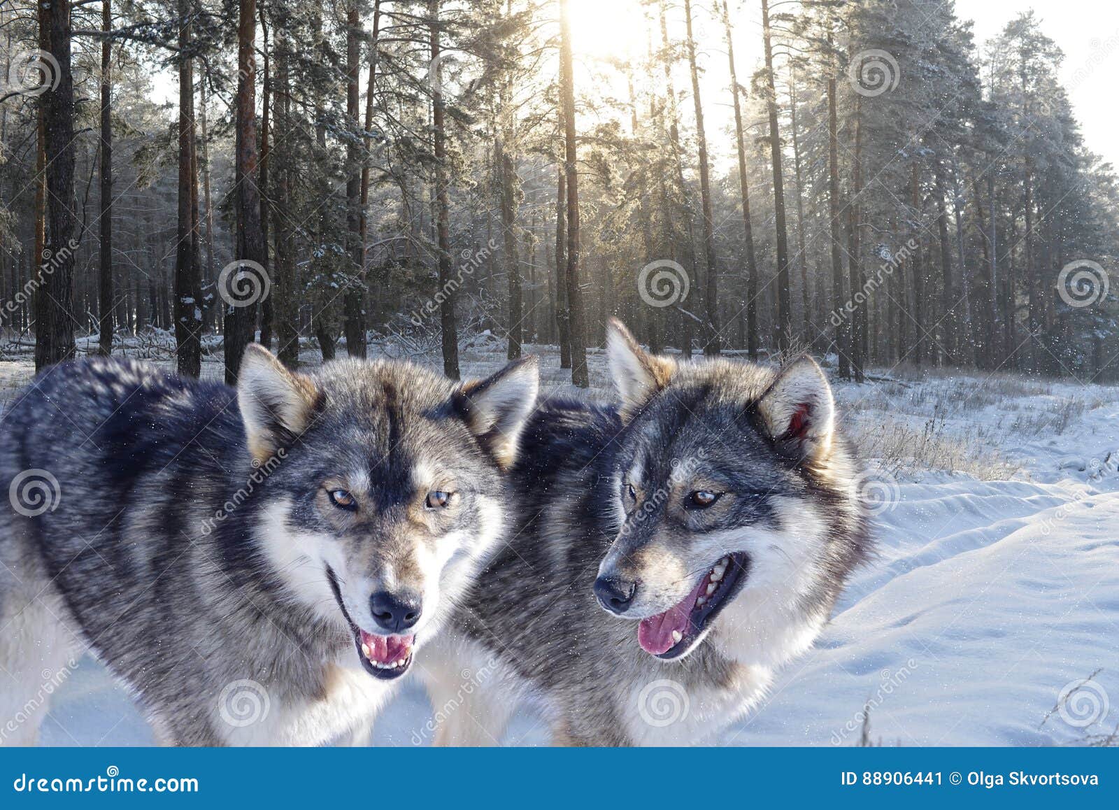 Wolves and Forest in the Snow Stock Image - Image of bluish, severe ...