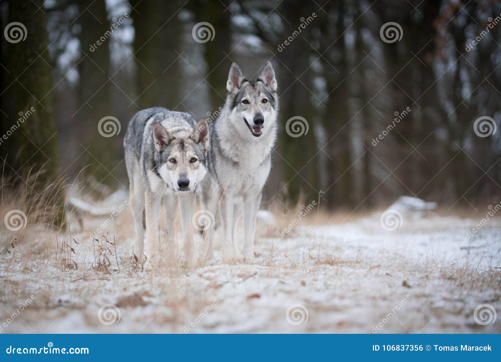 Wolves in Forrest in Winter Stock Photo - Image of hunter, natural ...