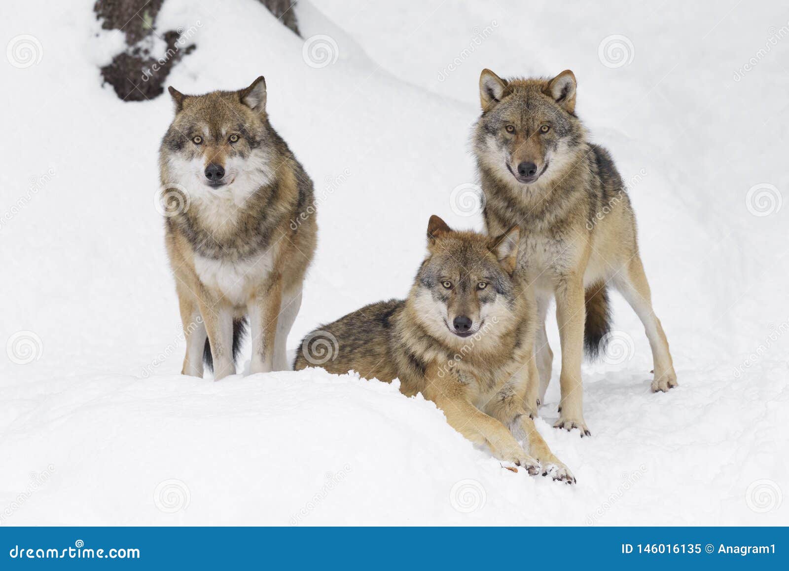 Gray wolves in winter stock image. Image of mammal, staring - 146016135