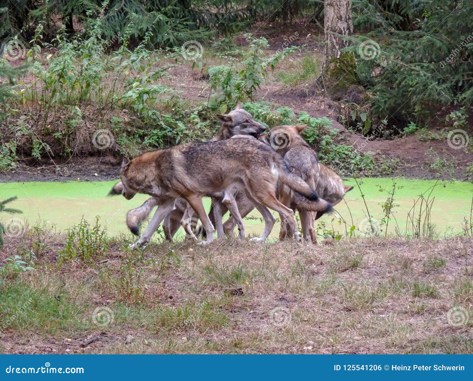 Wolves in the Great Outdoors Stock Photo - Image of beautiful, wildlife ...