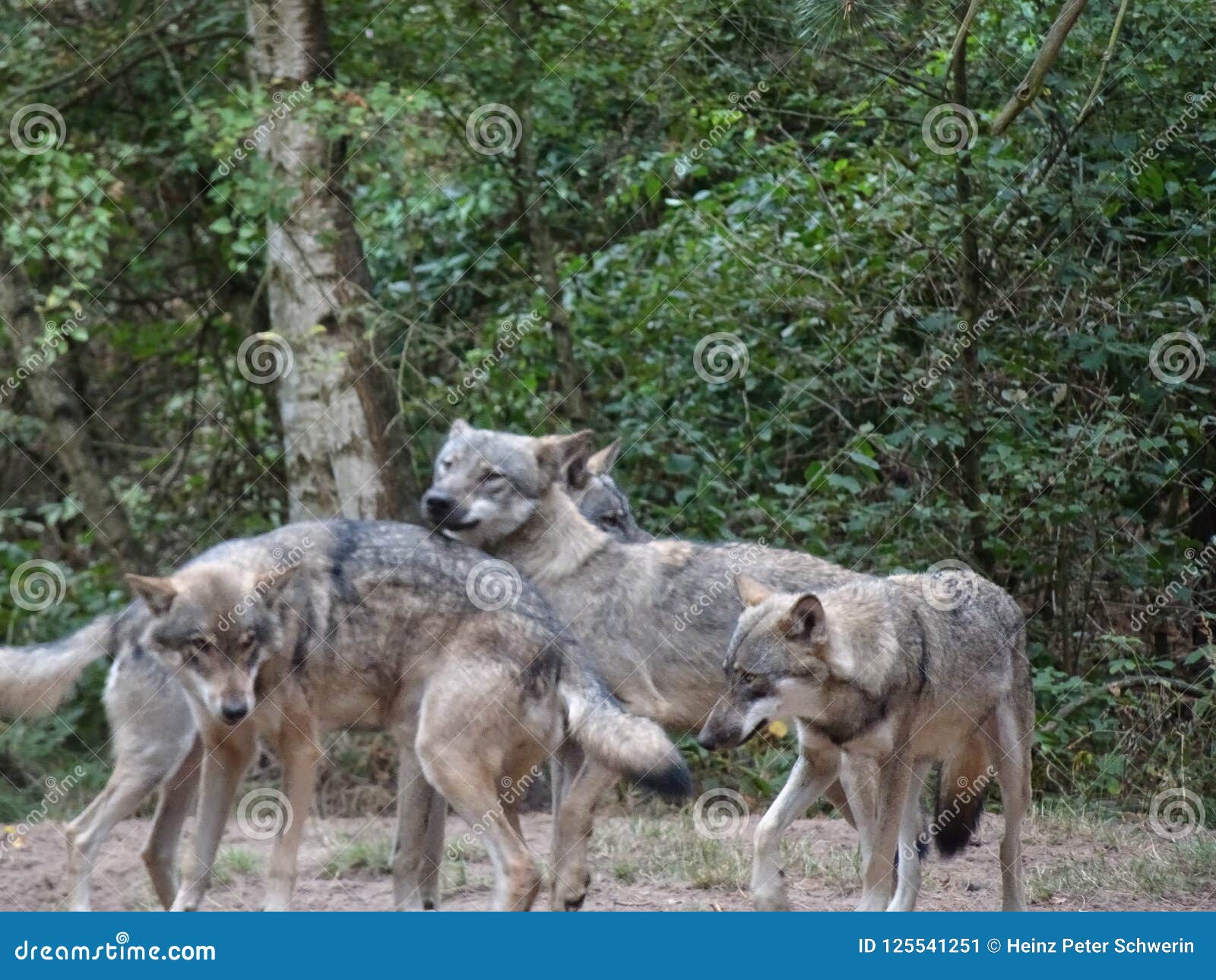 Wolves in the Great Outdoors Stock Image - Image of animal, cold: 125541251