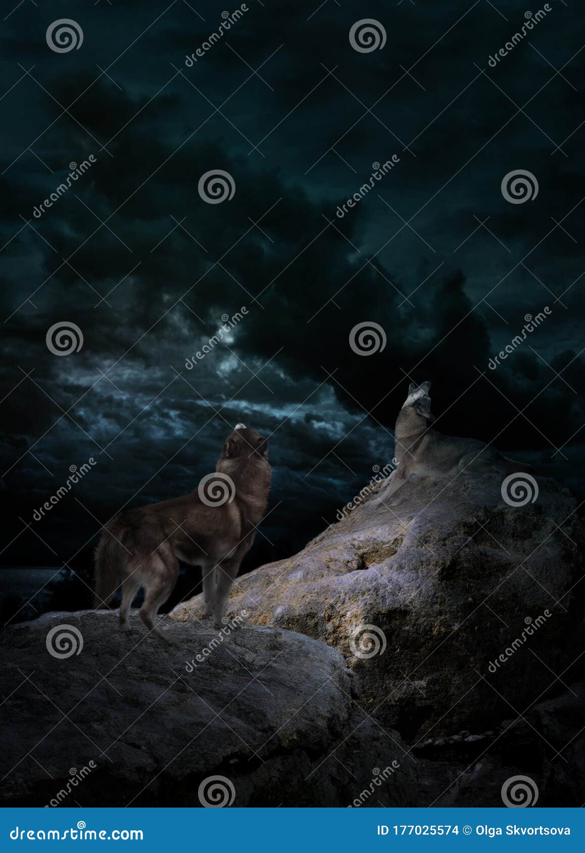Wolves Howl at Night on a Rock Stock Photo - Image of mammal, predator ...